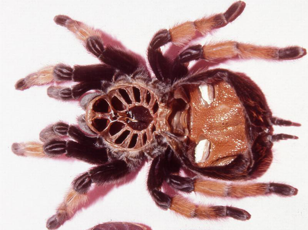 Ecdisis: la muda del exterior completo - Sociedad de Científicos Anónimos