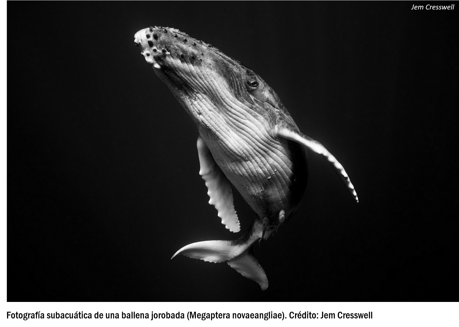 LA BALLENA BARBONA Y JOROBADA - Sociedad de Científicos Anónimos