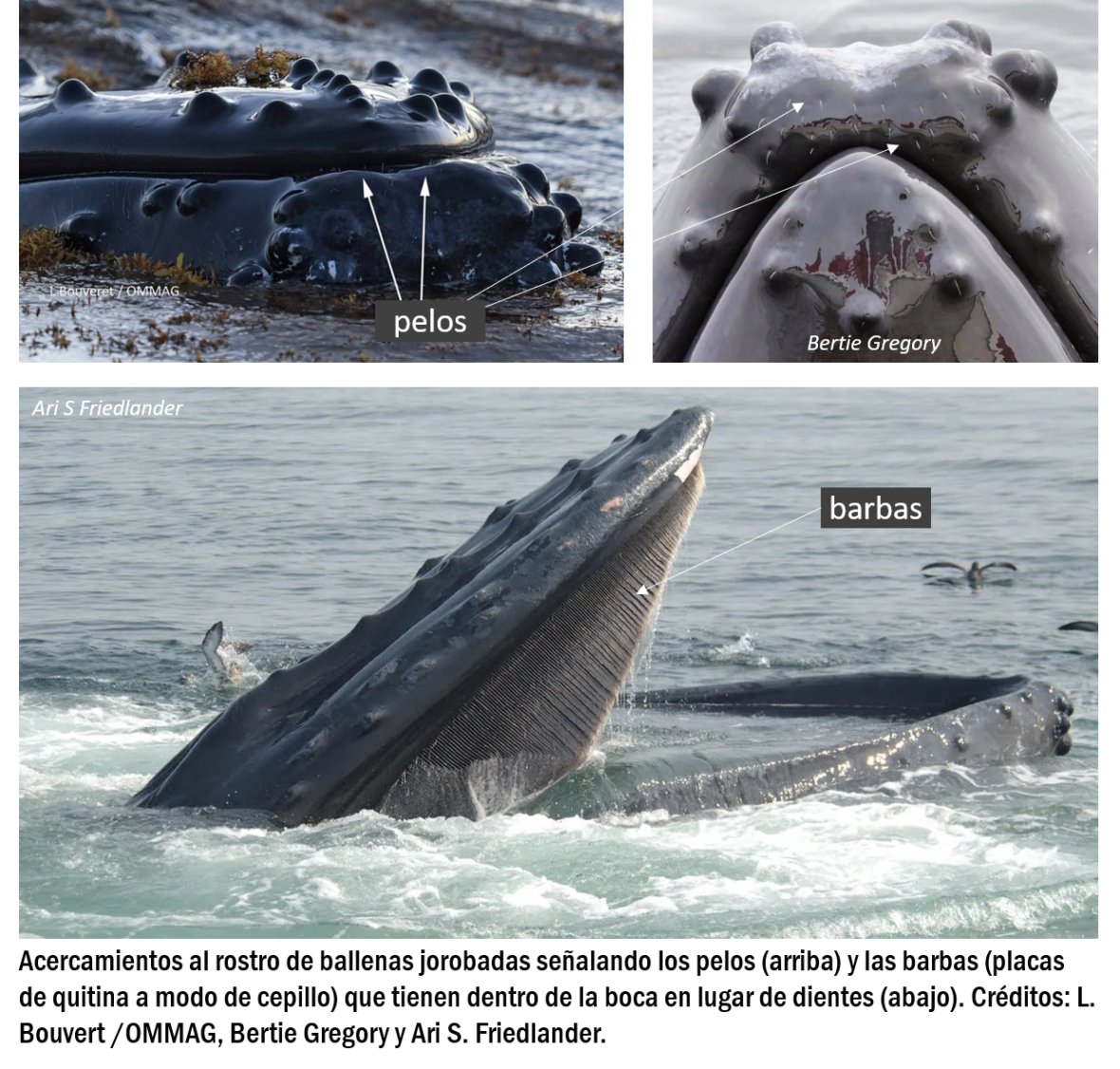 LA BALLENA BARBONA Y JOROBADA - Sociedad de Científicos Anónimos