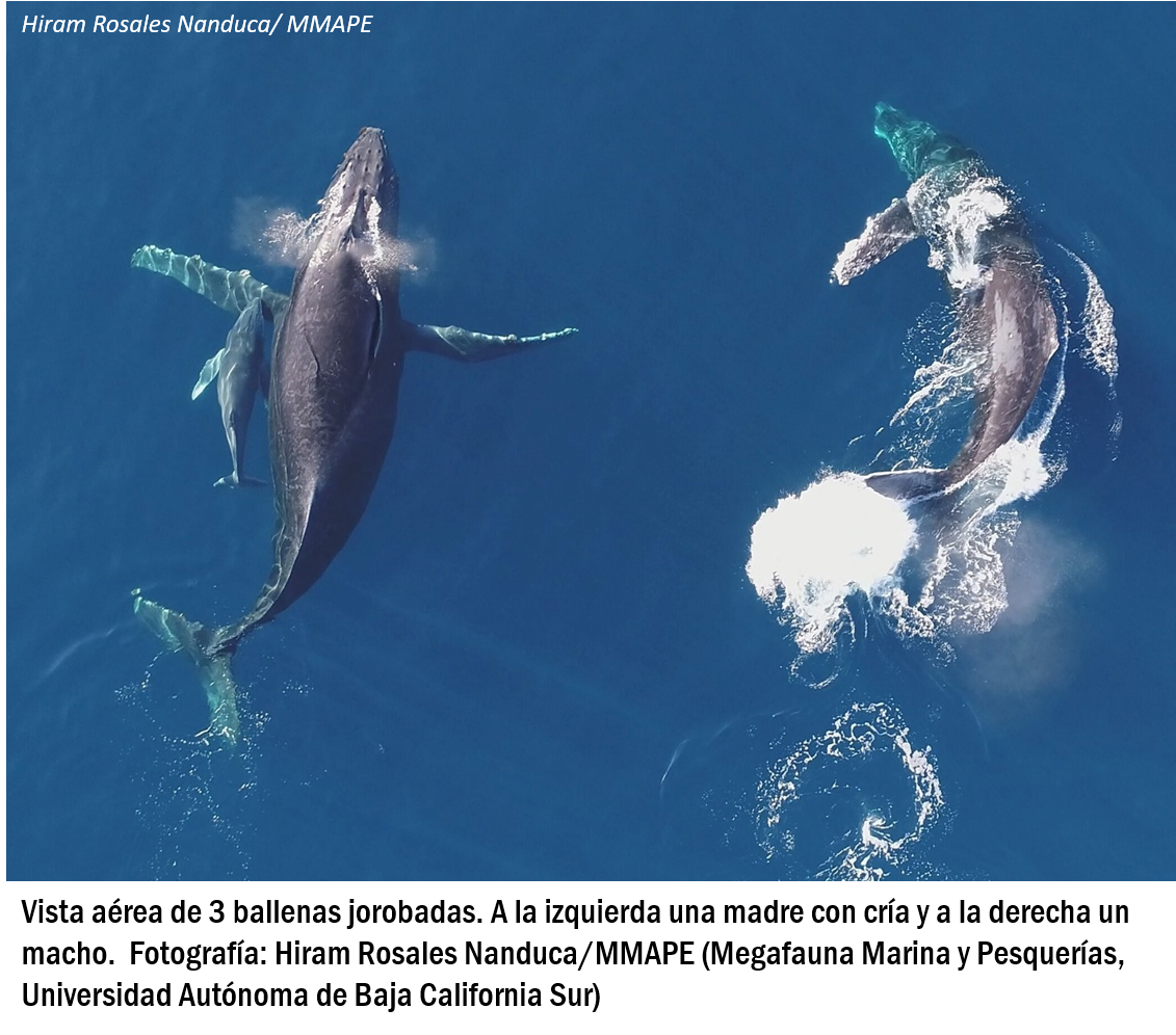 LA BALLENA BARBONA Y JOROBADA - Sociedad de Científicos Anónimos