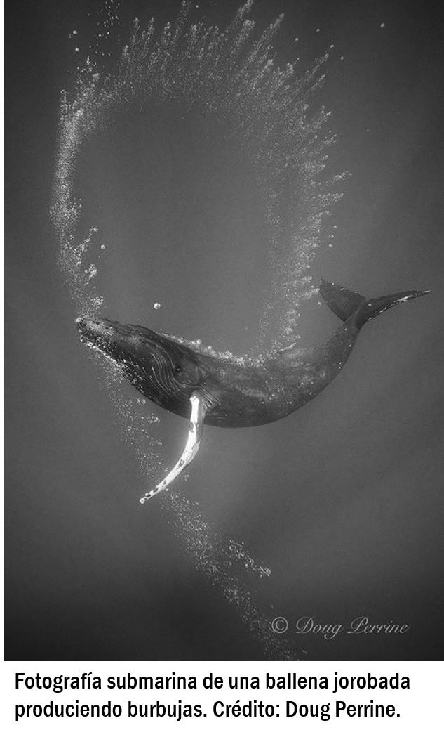 LA BALLENA BARBONA Y JOROBADA - Sociedad de Científicos Anónimos