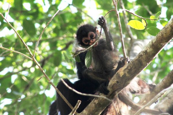 Monos Araña (Ateles Geoffroyi) carismáticos y en peligro de extinción ...