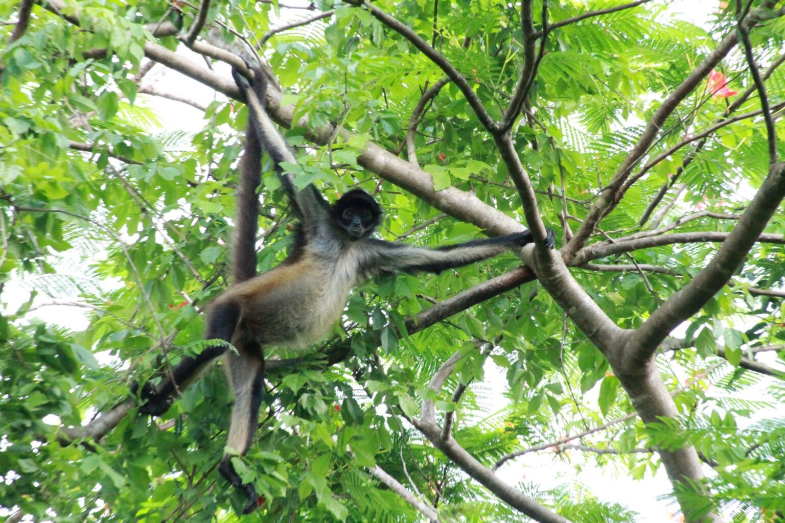 Monos Araña (Ateles Geoffroyi) carismáticos y en peligro de extinción ...