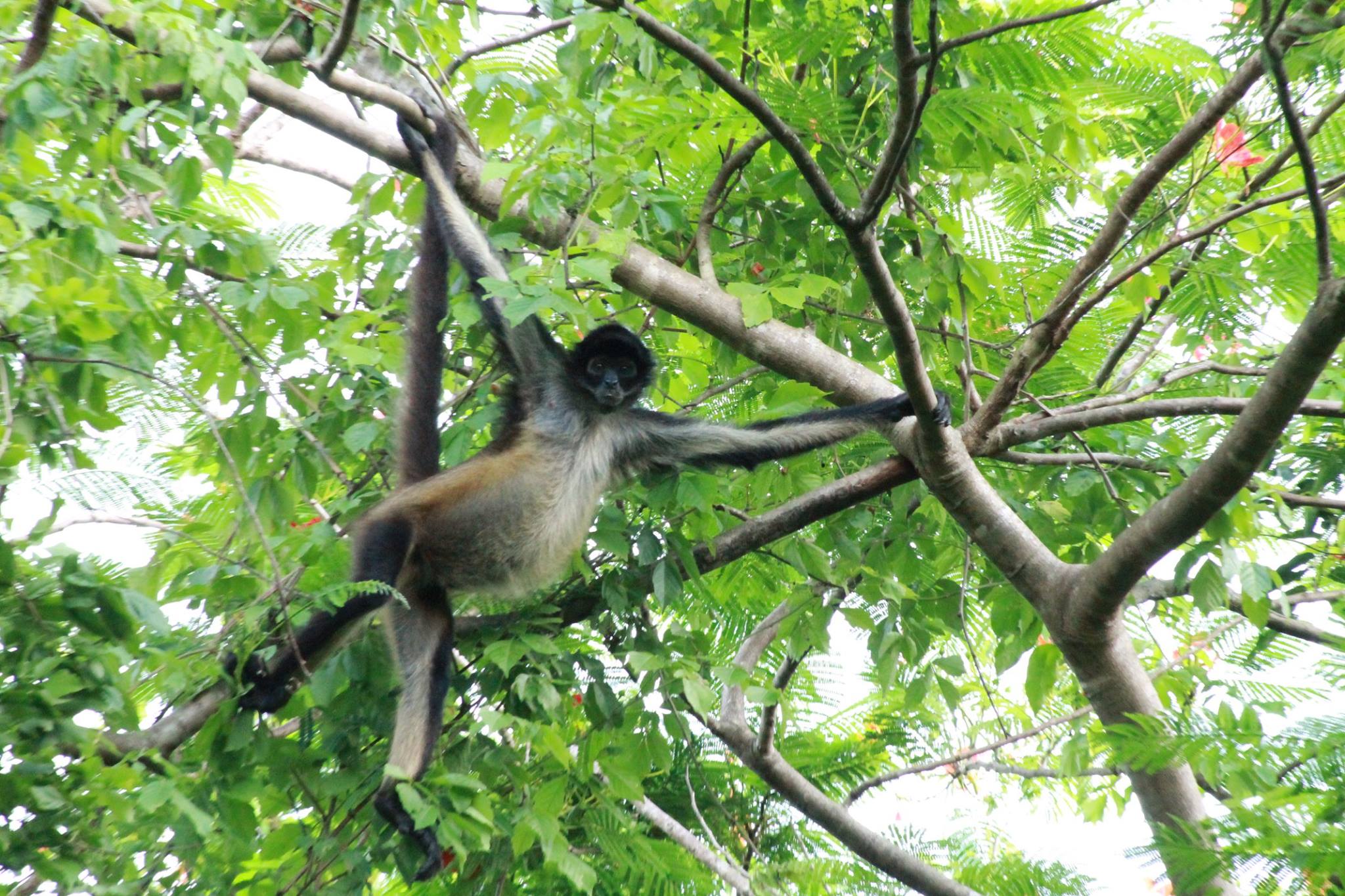 Monos Araña (Ateles Geoffroyi) carismáticos y en peligro de extinción ...