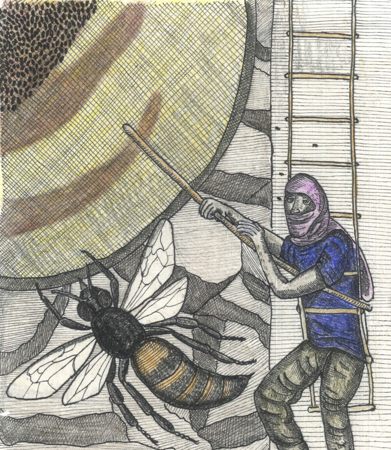 Bestiario de los animales reales que parecen inventados: FIERAS ...