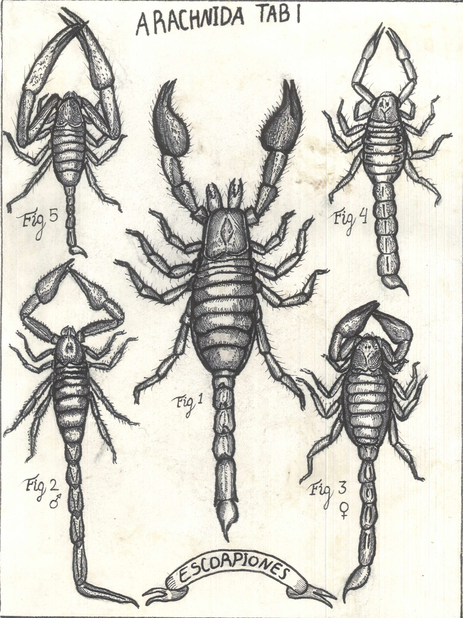 Bestiario de los animales reales que parecen inventados: FIERAS ...