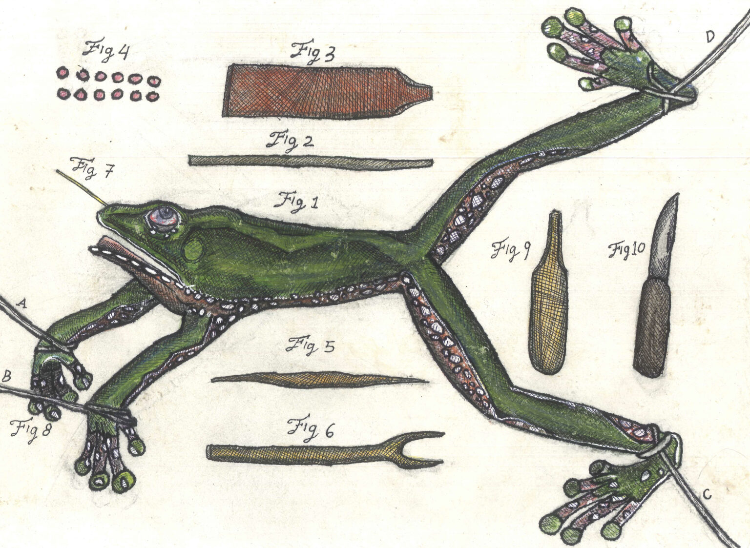 Bestiario de los animales reales que parecen inventados: FIERAS ...