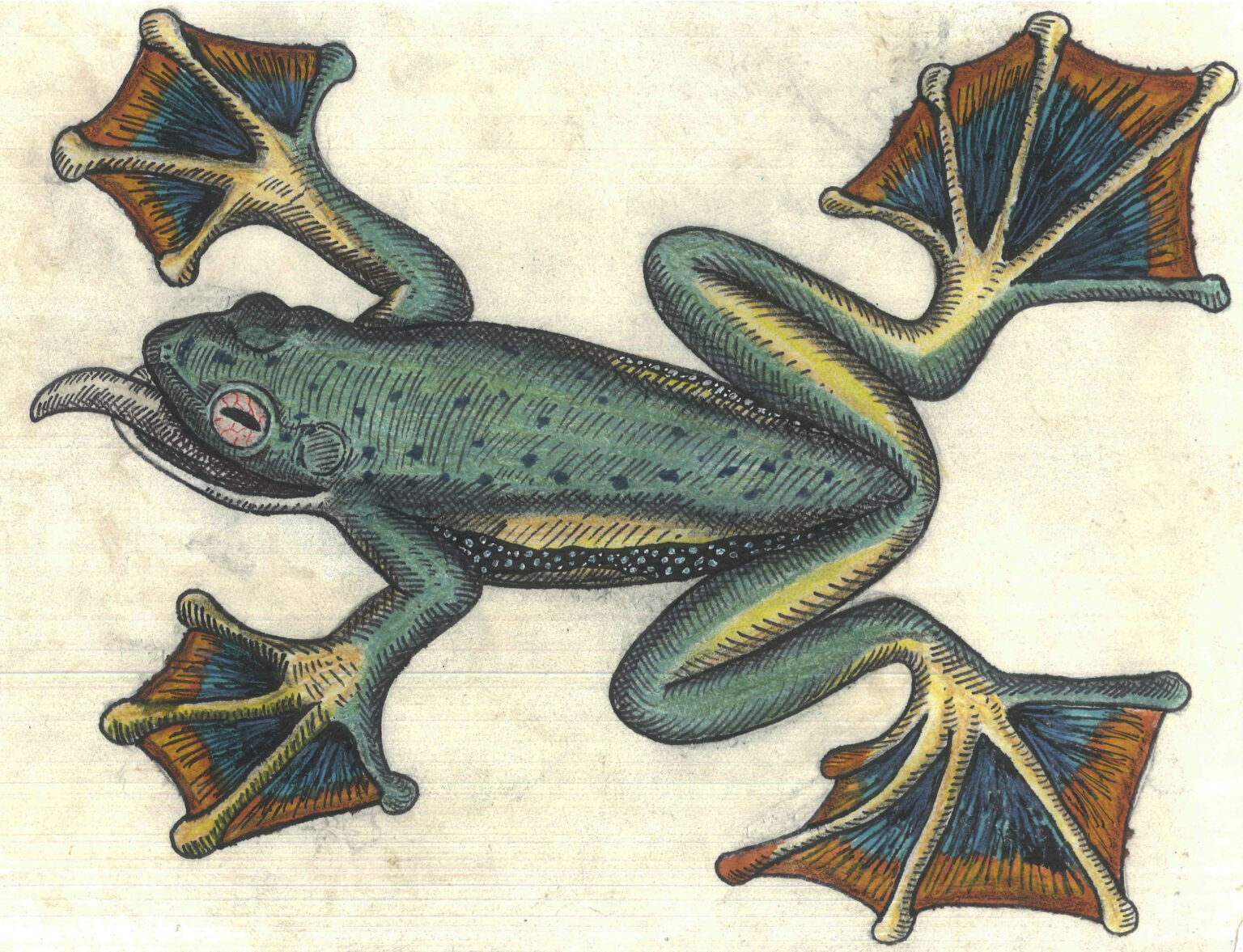 Bestiario de los animales reales que parecen inventados: FIERAS ...