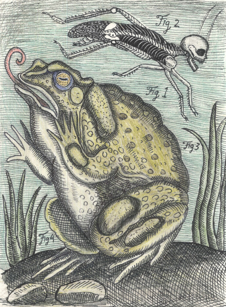 Bestiario de los animales reales que parecen inventados: FIERAS ...