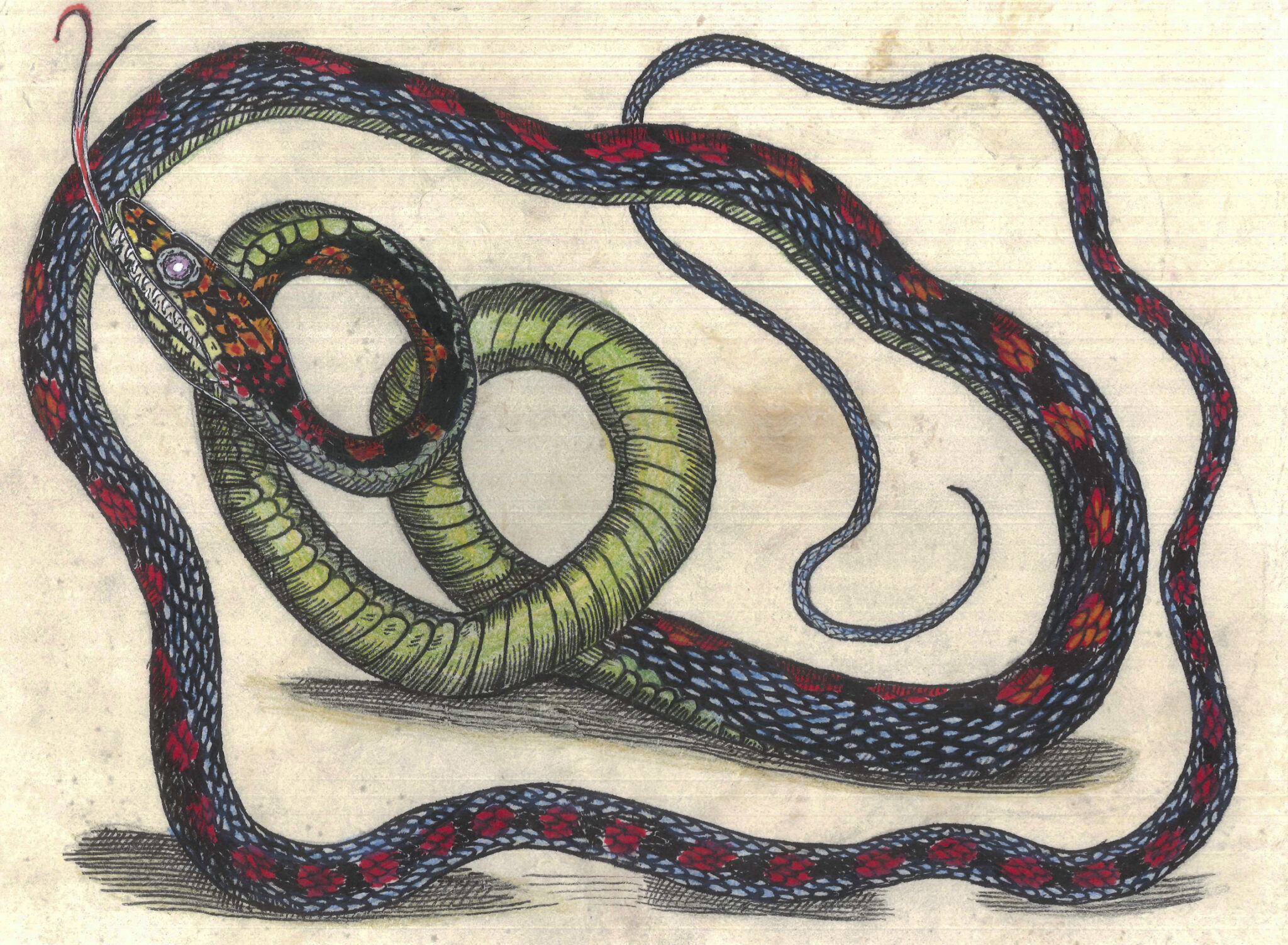 Bestiario de los animales reales que parecen inventados: FIERAS ...