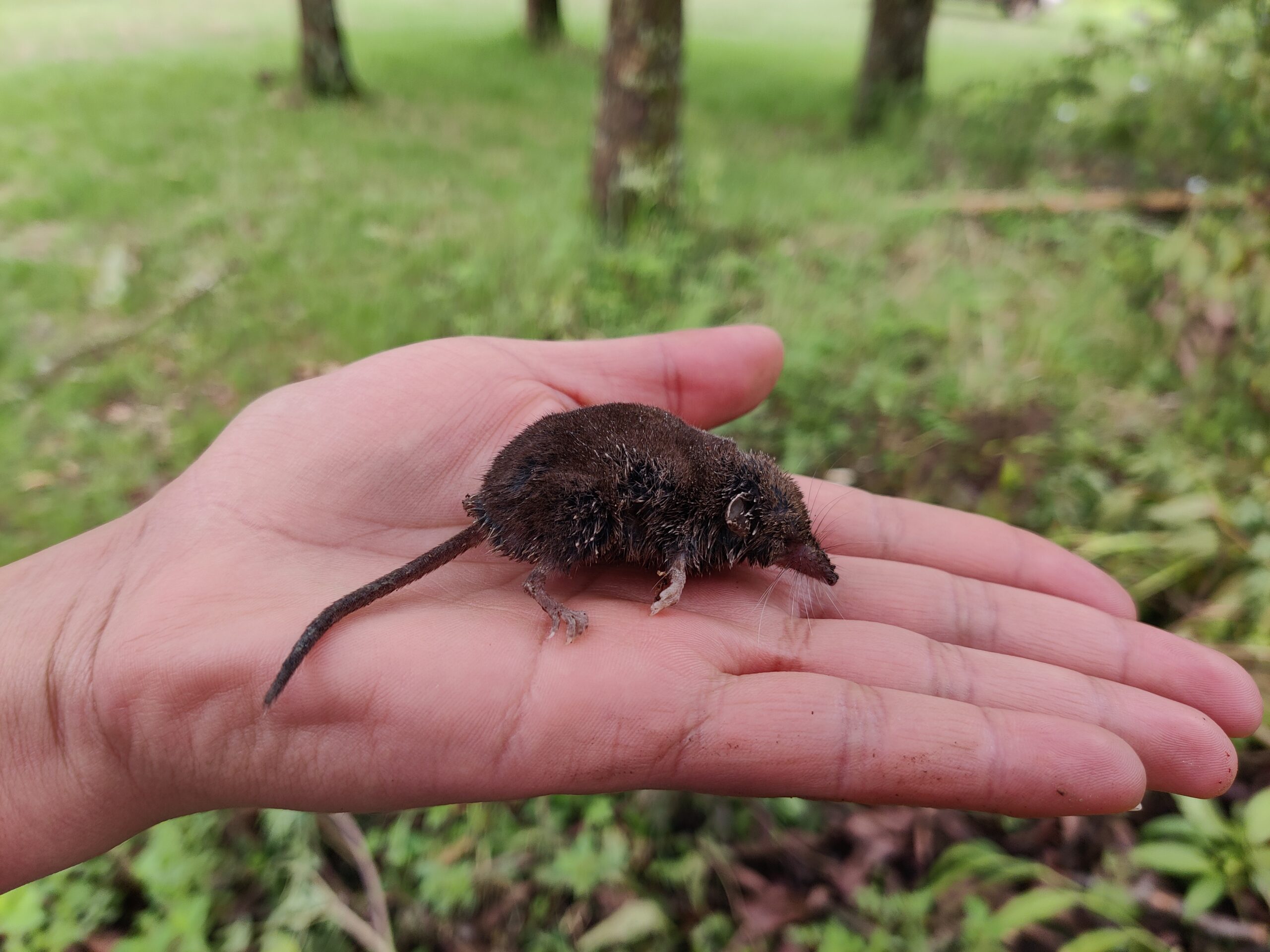 Las musarañas: unas fierecillas indomables - Sociedad de Científicos ...