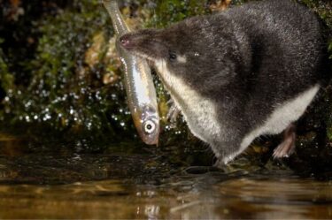 Las musarañas: unas fierecillas indomables - Sociedad de Científicos ...