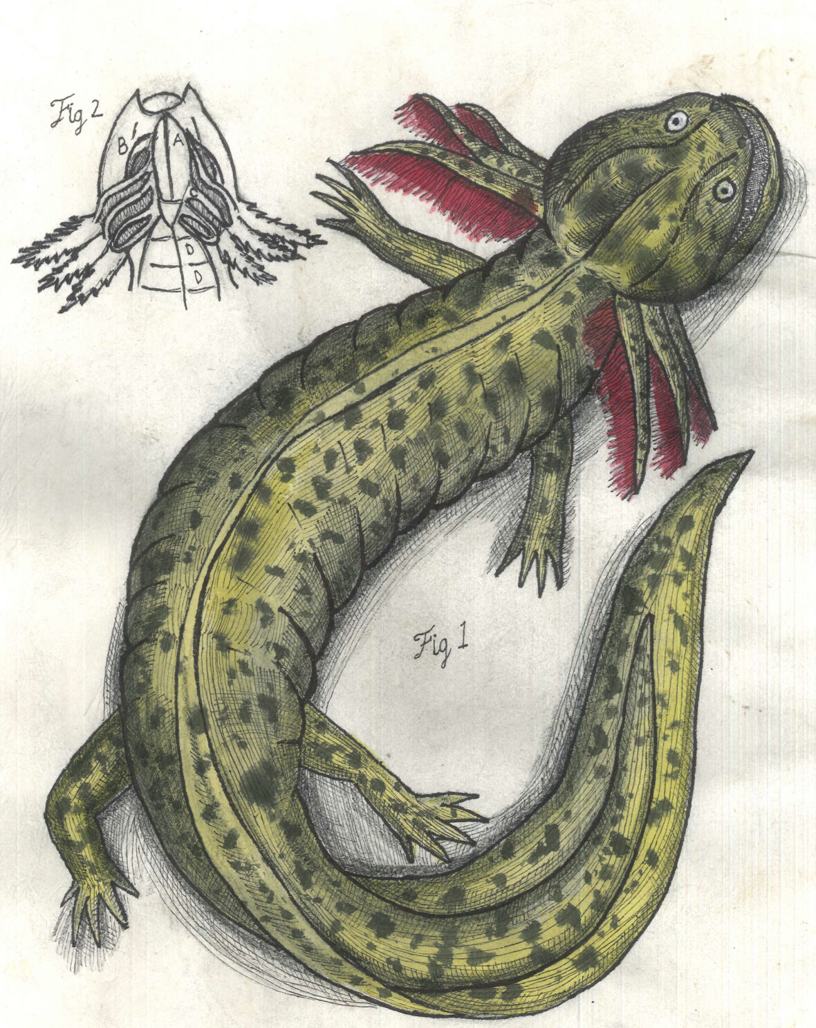 Bestiario de los animales reales que parecen inventados: FIERAS ...