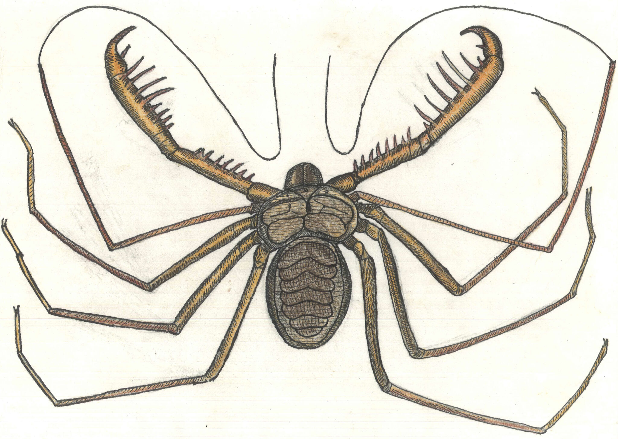 Bestiario de los animales reales que parecen inventados: FIERAS ...