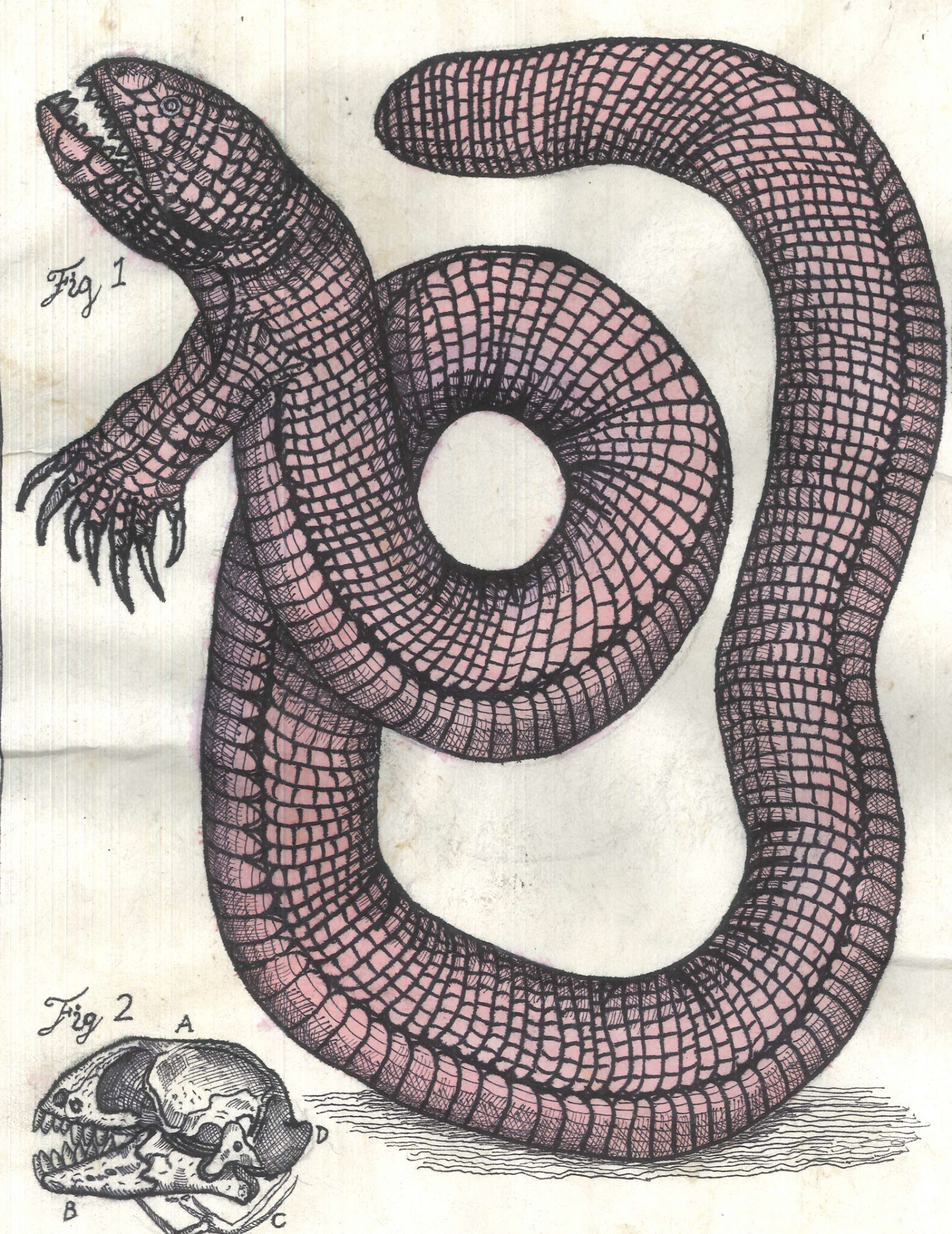 Bestiario de los animales reales que parecen inventados: FIERAS ...