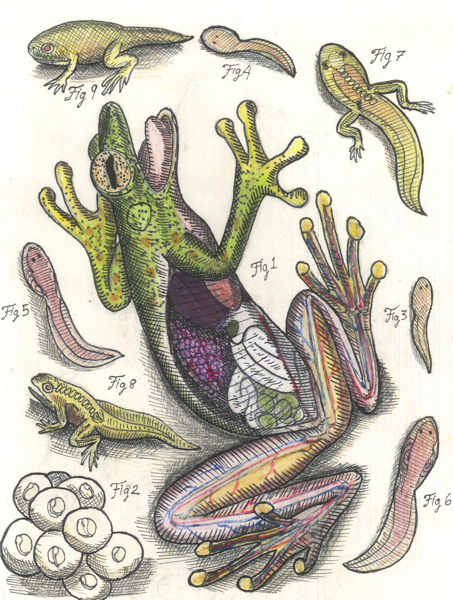 Bestiario de los animales reales que parecen inventados: FIERAS ...