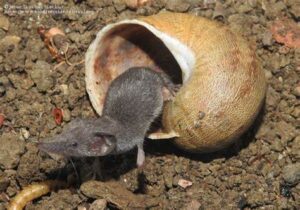 Las musarañas: unas fierecillas indomables - Sociedad de Científicos ...
