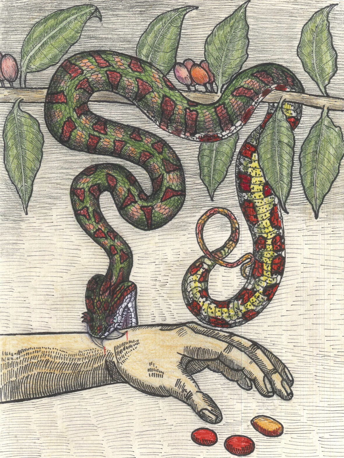 Bestiario de los animales reales que parecen inventados: FIERAS ...